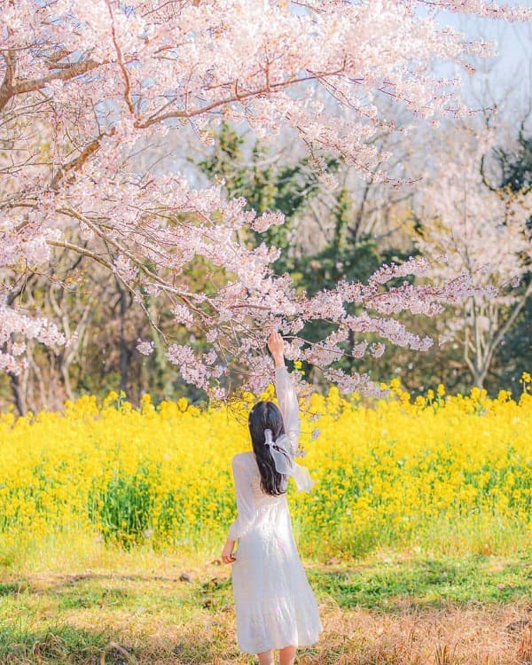 Hòa mình cũng những lễ hội hoa xuân đặc sắc tại xứ sở Kim Chi